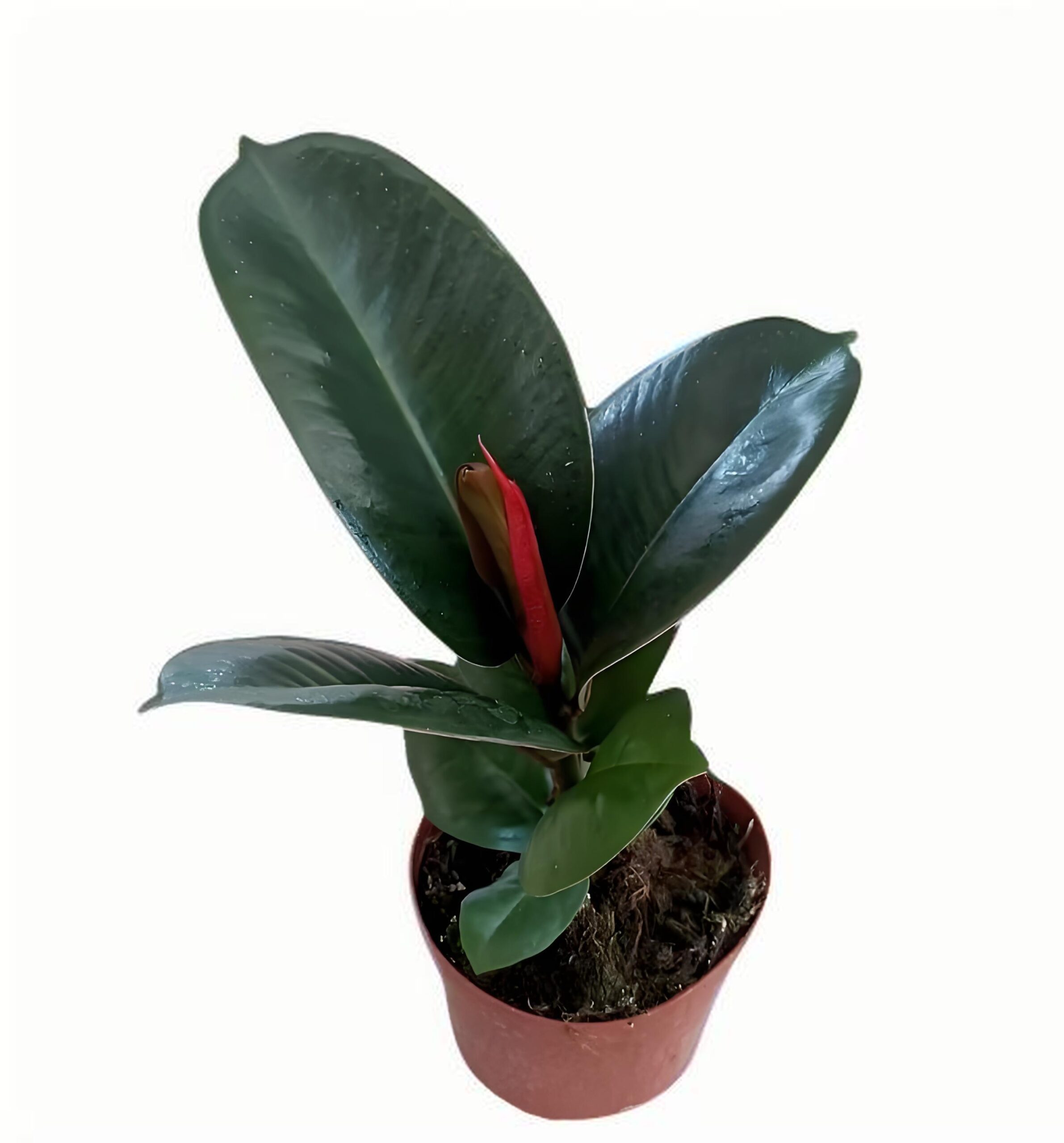 Ficus elastica ‘Sofia’ – rainbownursery.com.cn