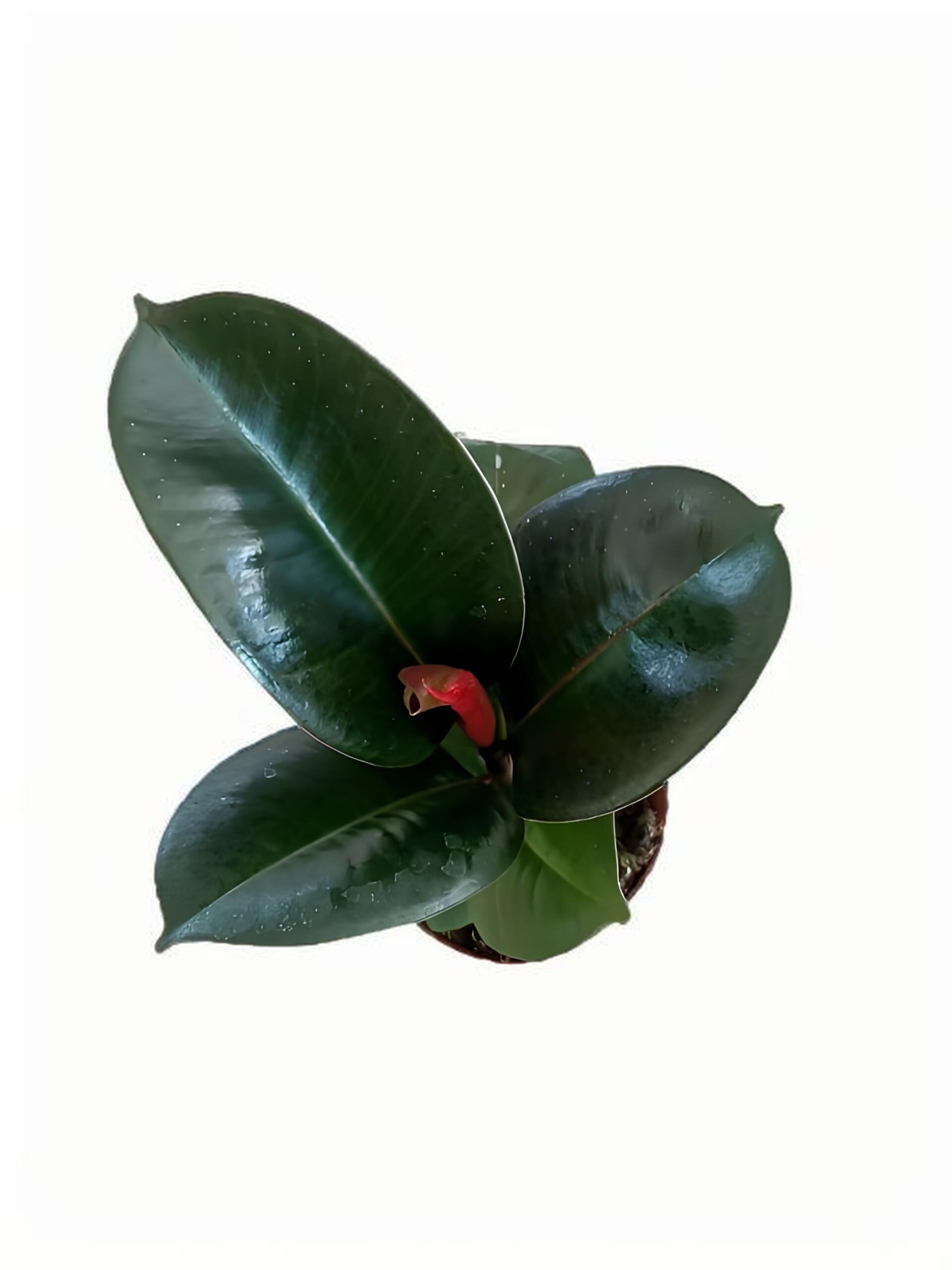 Ficus elastica ‘Sofia’ – rainbownursery.com.cn