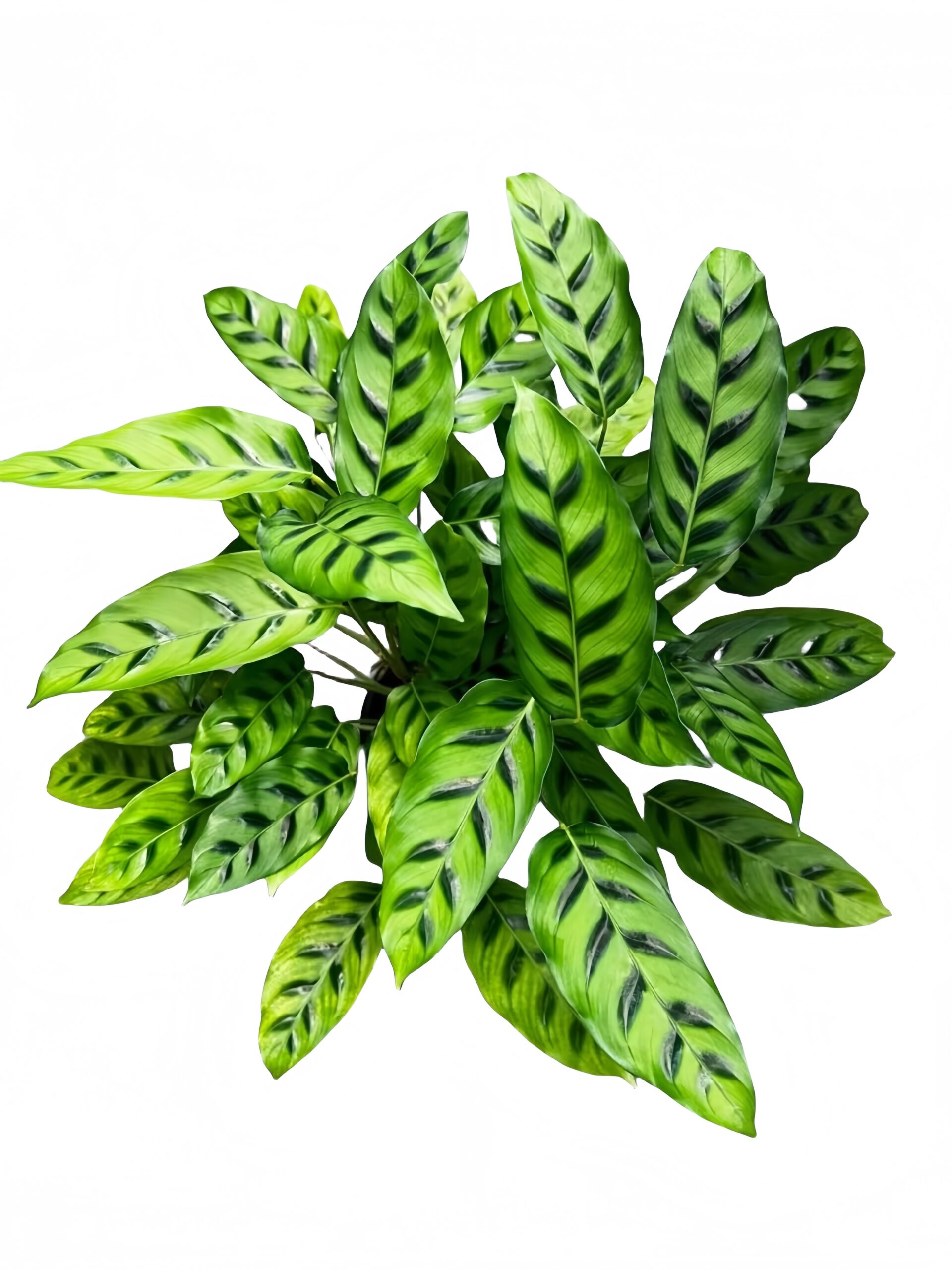 Calathea Leopardina – rainbownursery.com.cn